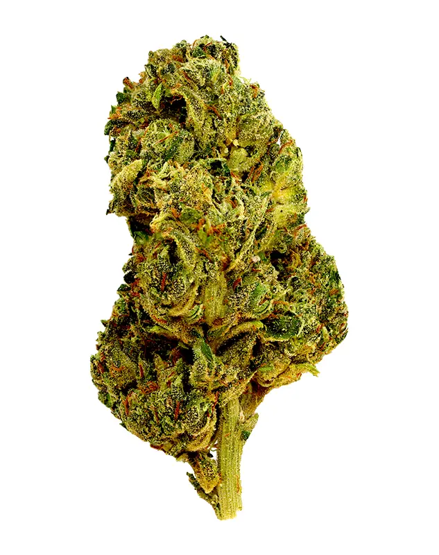 Apple Fritter – THCA Flower - 3chi | 3chi gummies